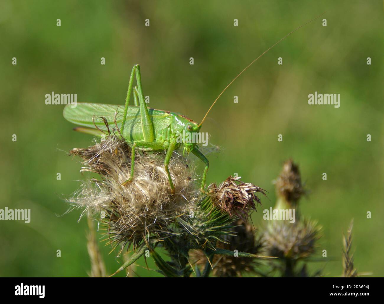 Grashopper hi-res stock photography and images - Alamy