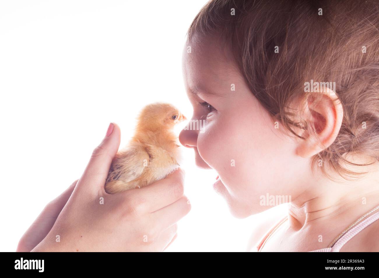 Excited chicken hi-res stock photography and images - Alamy