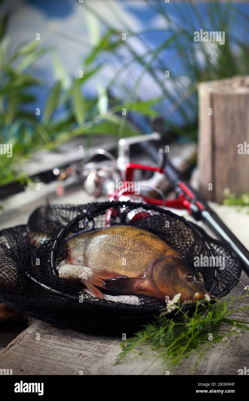 Freshly caught freshwater fish in a net Stock Photo - Alamy