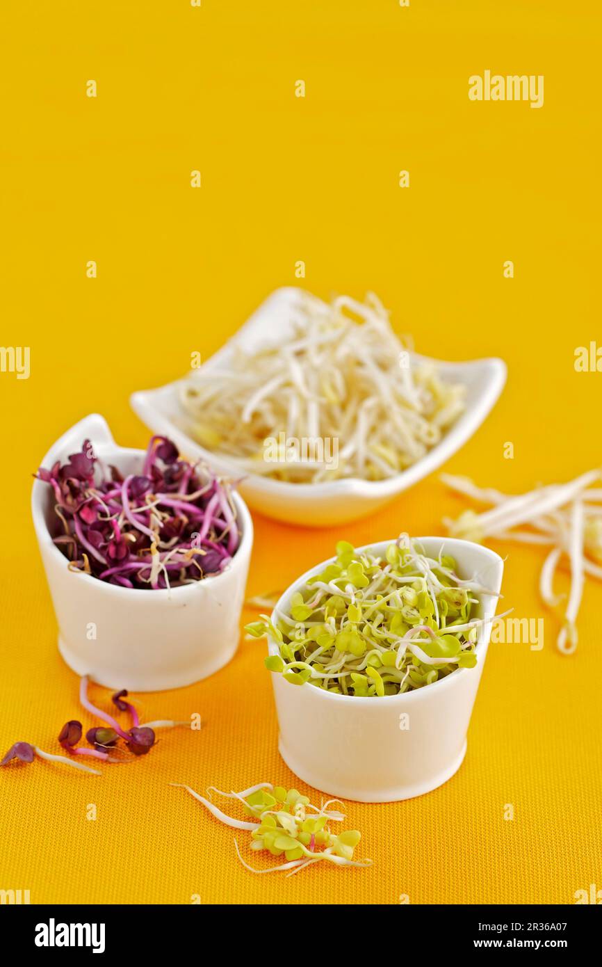 Various sprouts hi-res stock photography and images - Alamy
