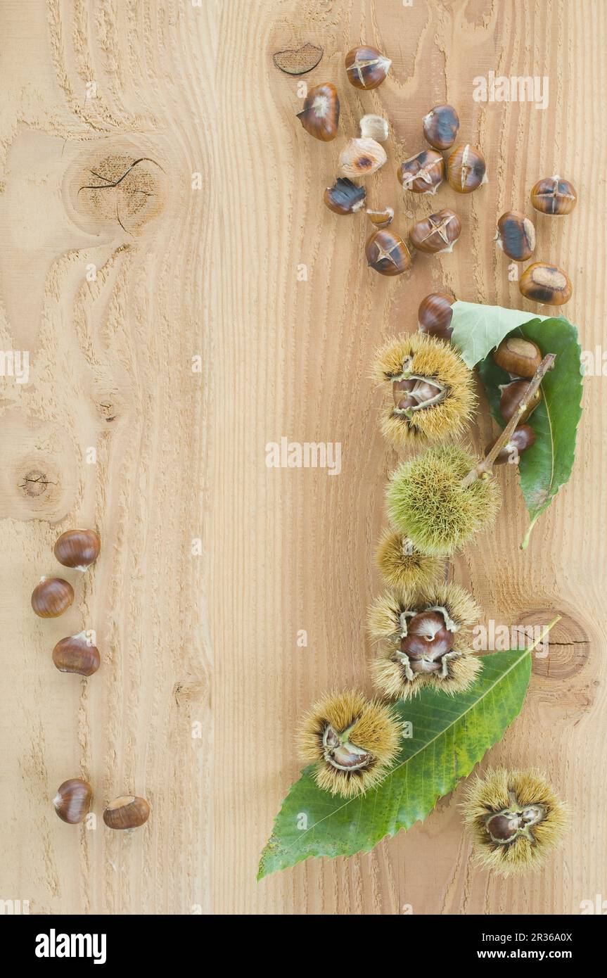 Fresh chestnuts with cases and leaves and roasted chestnuts Stock Photo ...