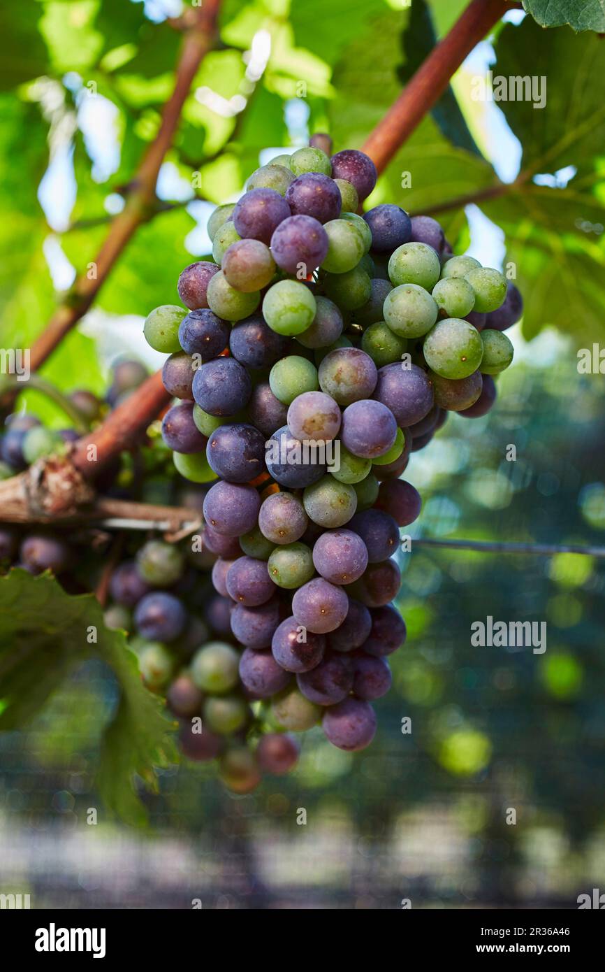 Grapes changing colour on a vine Stock Photo - Alamy
