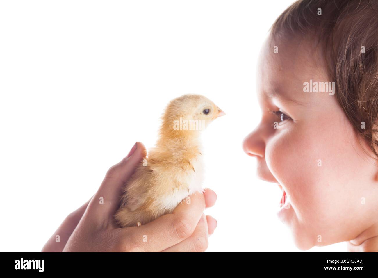 Happy chicken hi-res stock photography and images - Alamy