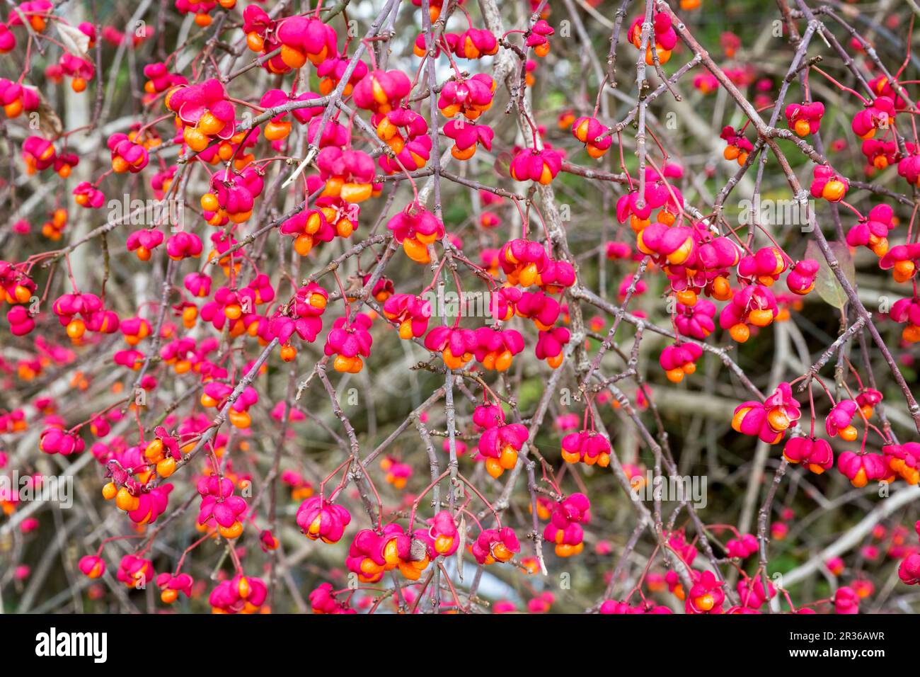 Spindle tree (Euonymus europaeus Stock Photo - Alamy