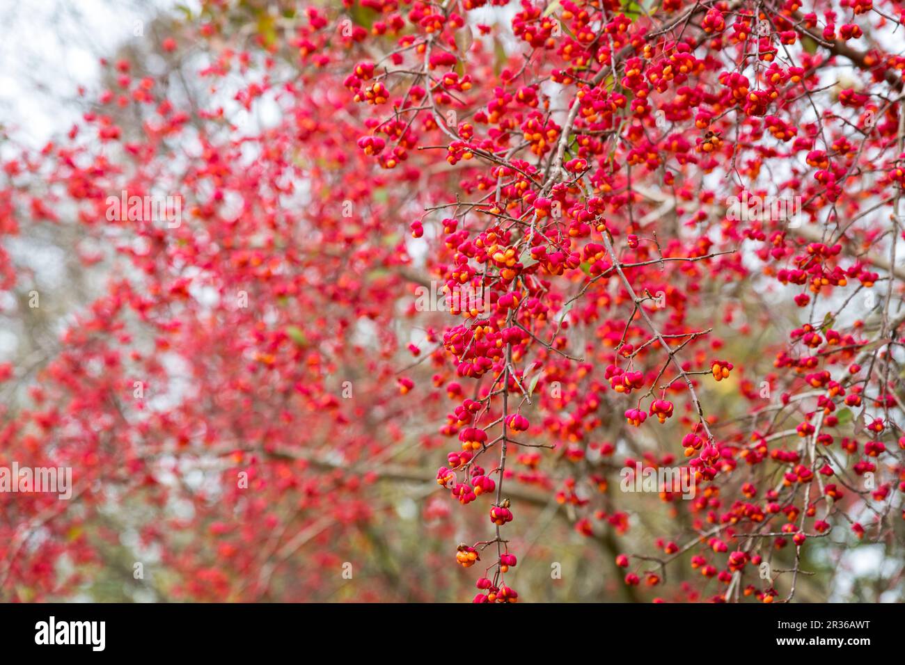 Spindle tree (Euonymus europaeus Stock Photo - Alamy
