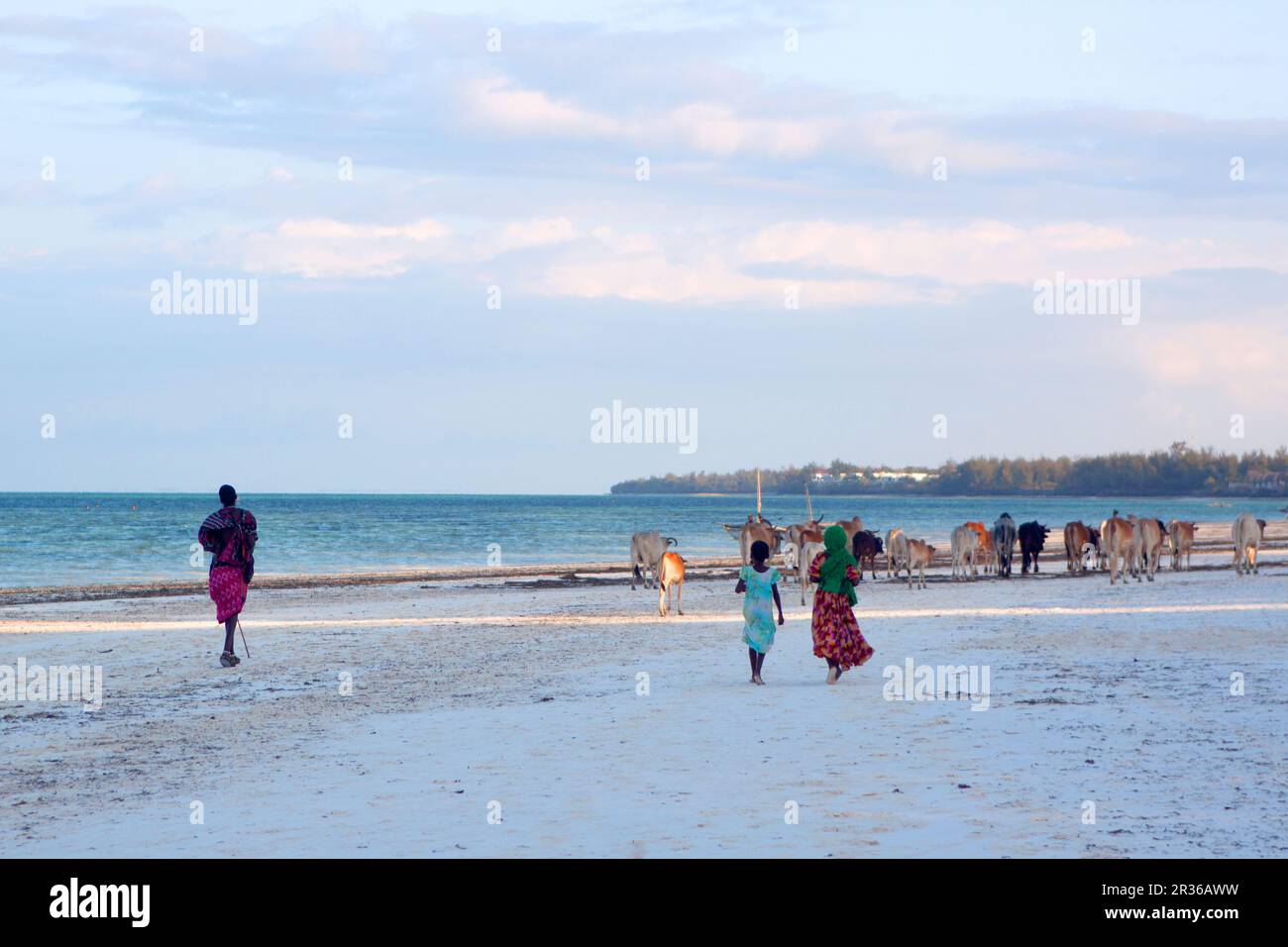 Cows on the beach in Zanzibar Stock Photo - Alamy
