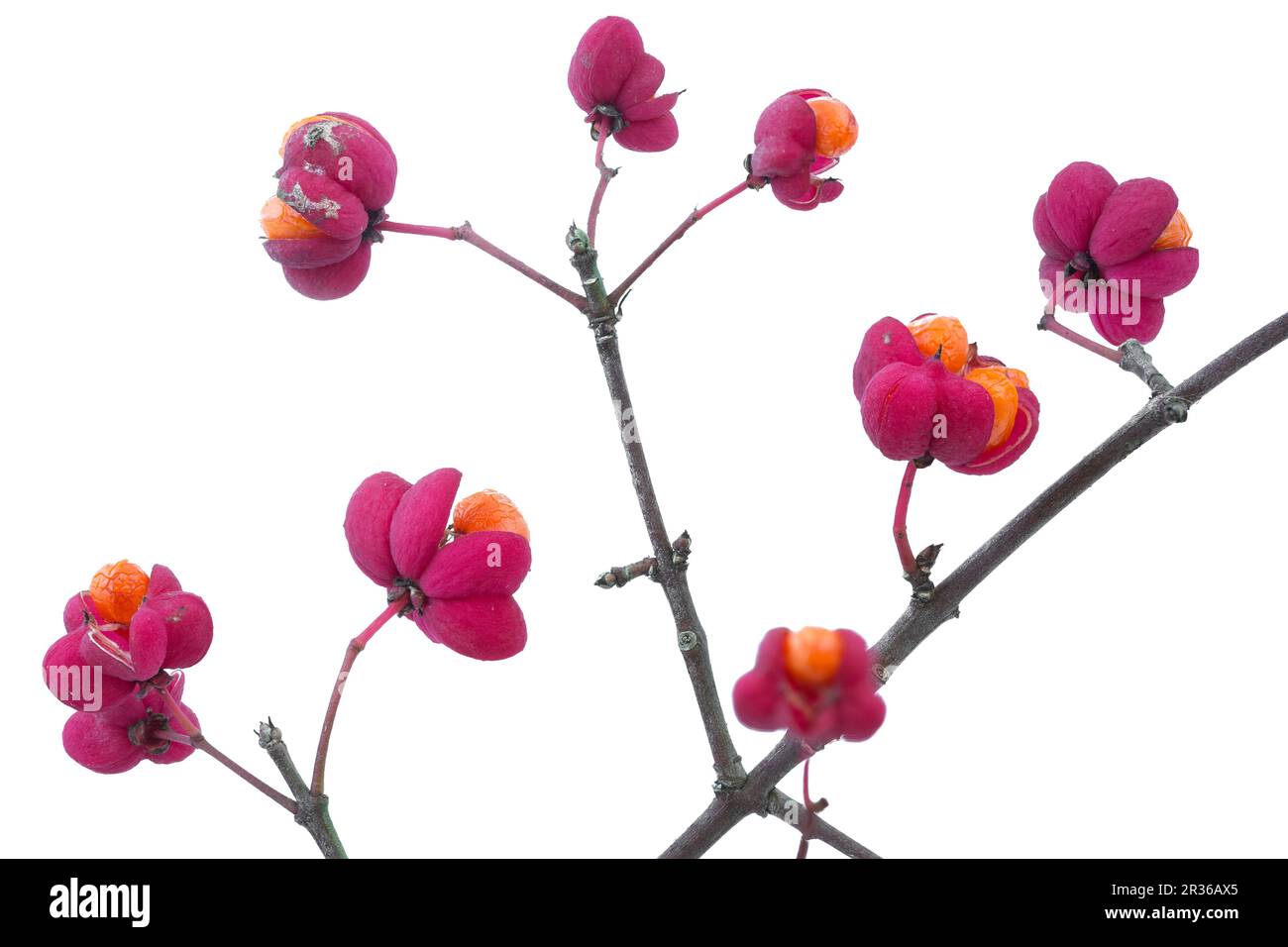 Parson's hat (Euonymus europaeus), optional Stock Photo - Alamy
