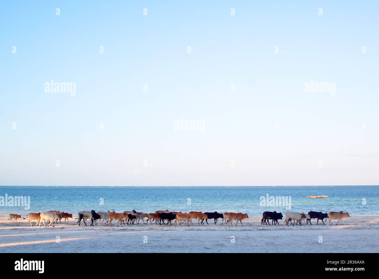 Cows on the beach in Zanzibar Stock Photo - Alamy