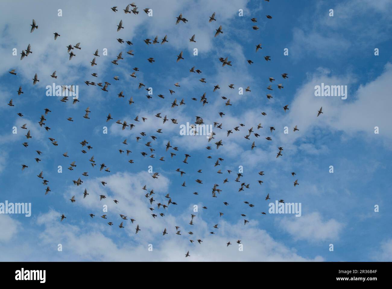 Hall birds hi-res stock photography and images - Alamy