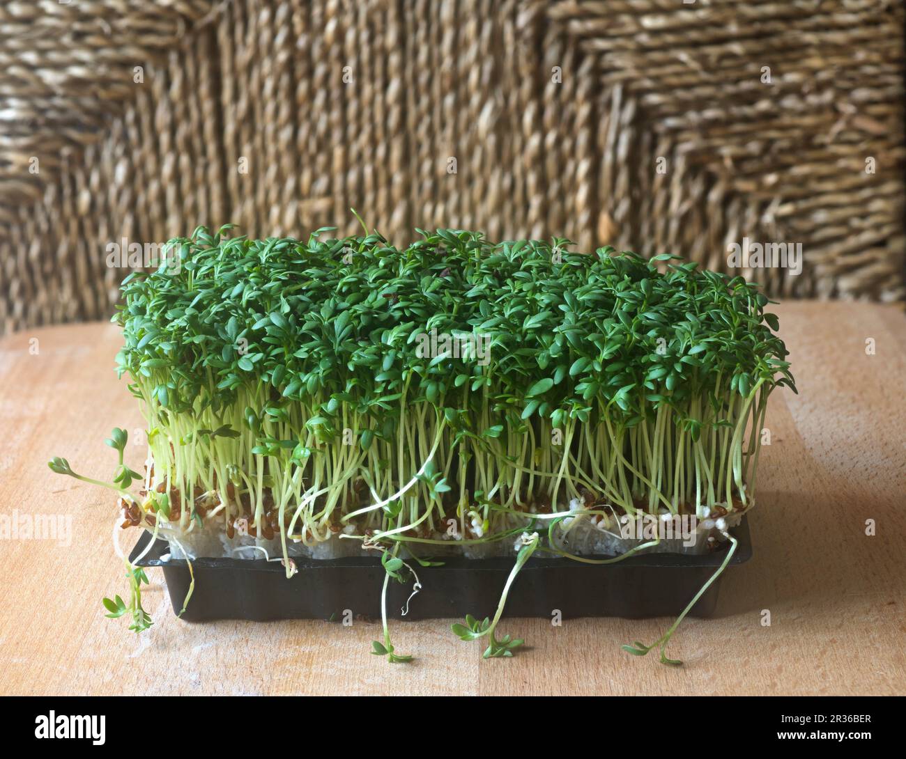 Garden cress in a plastic punnet Stock Photo - Alamy