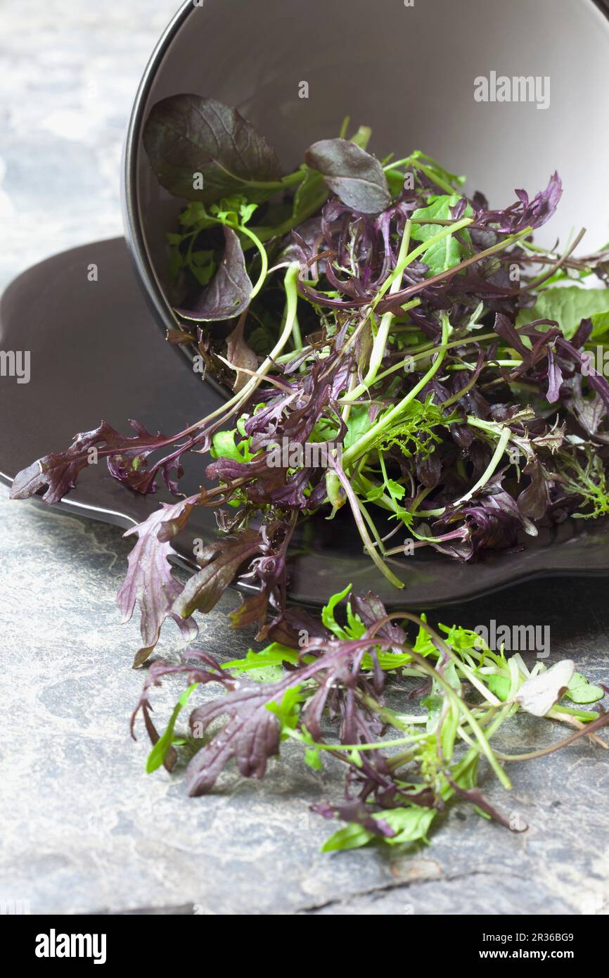 Lettuce mixture hi-res stock photography and images - Alamy