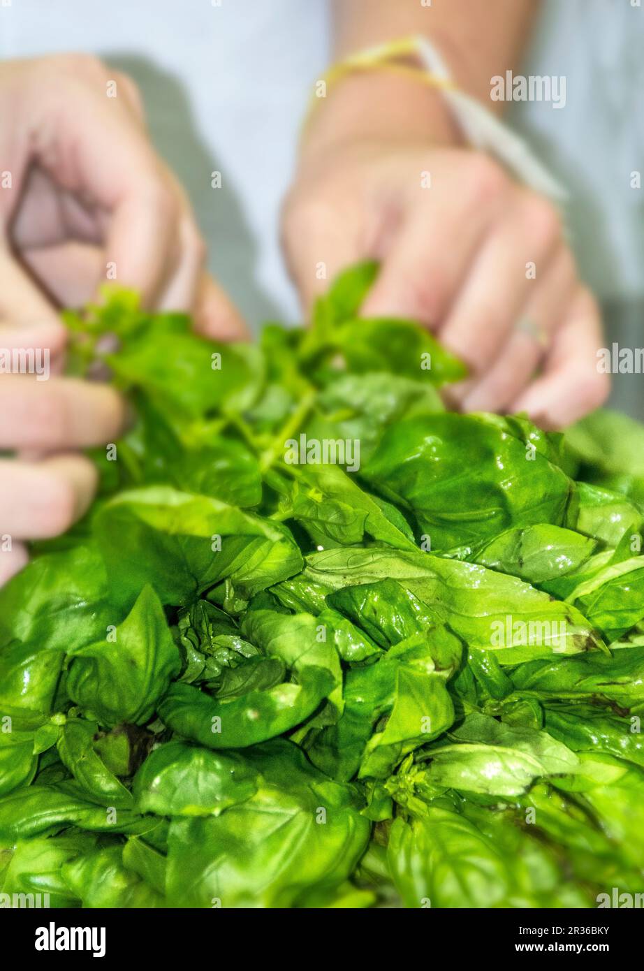 Plucked leaves hi-res stock photography and images - Alamy