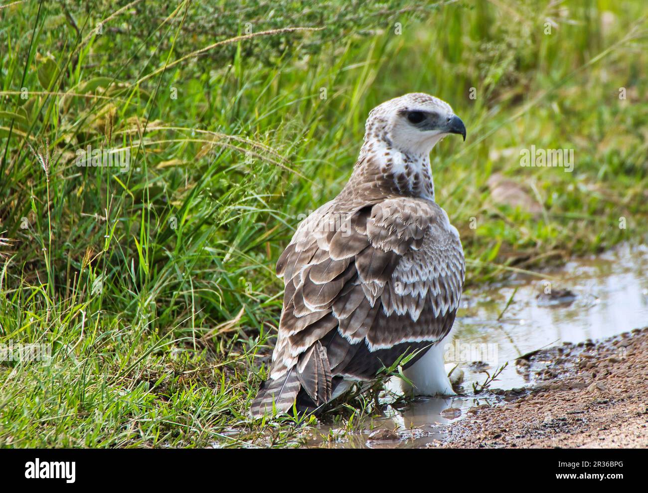 Eagle walking hi-res stock photography and images - Alamy