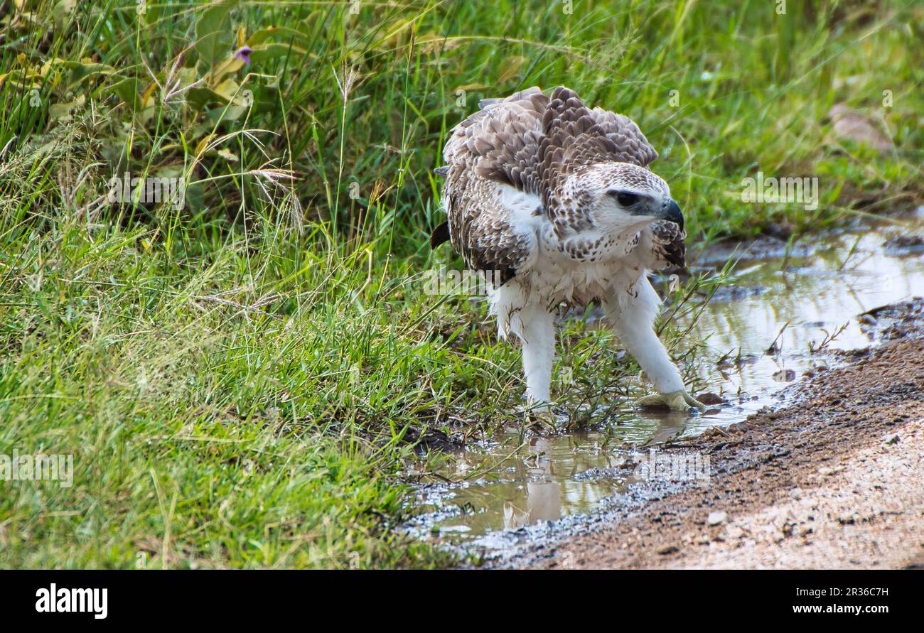 Eagle walking hi-res stock photography and images - Alamy
