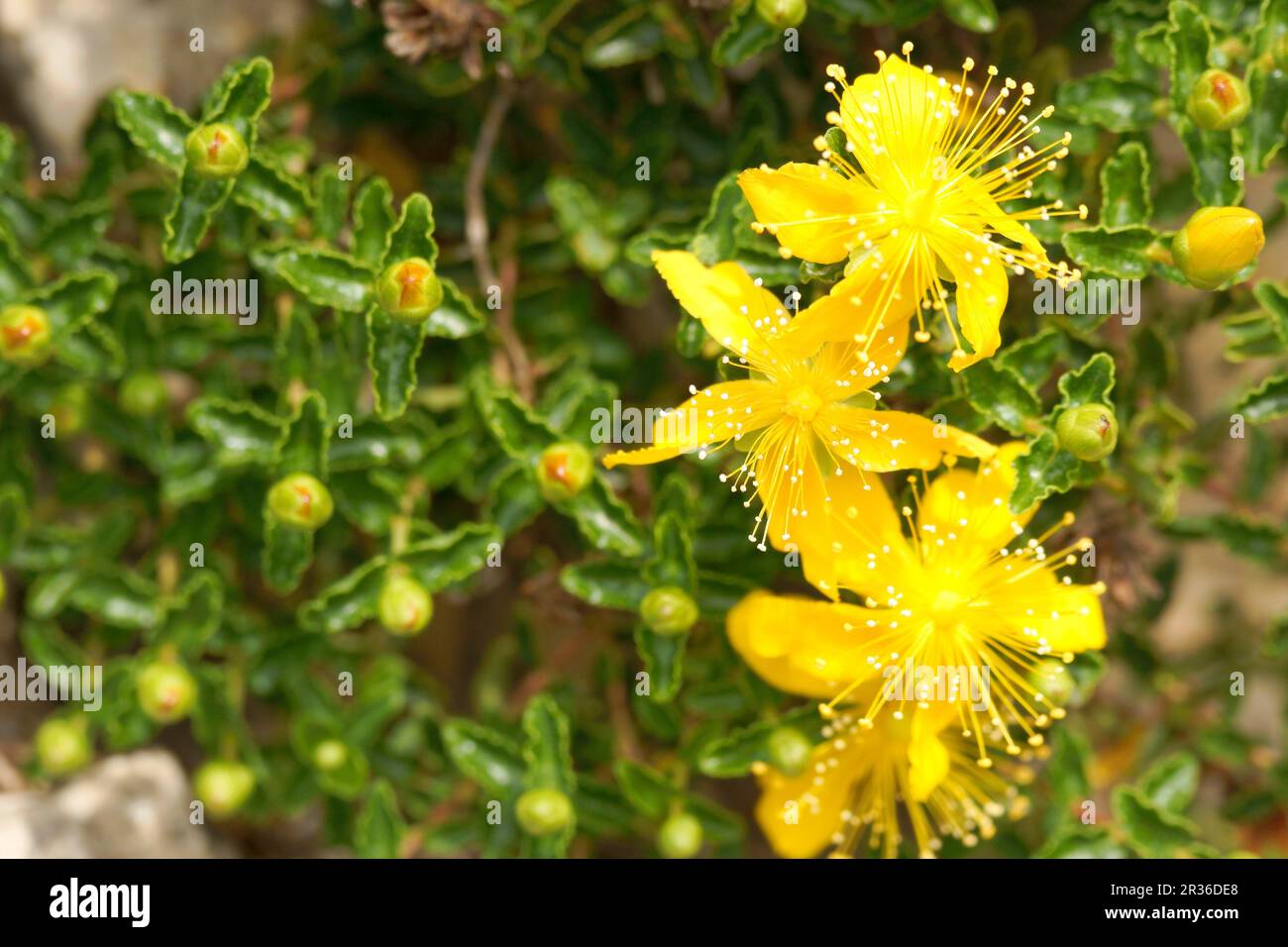Estepa Joana, (Hypericum Balearicum), endemismo balear. Albertcux ...