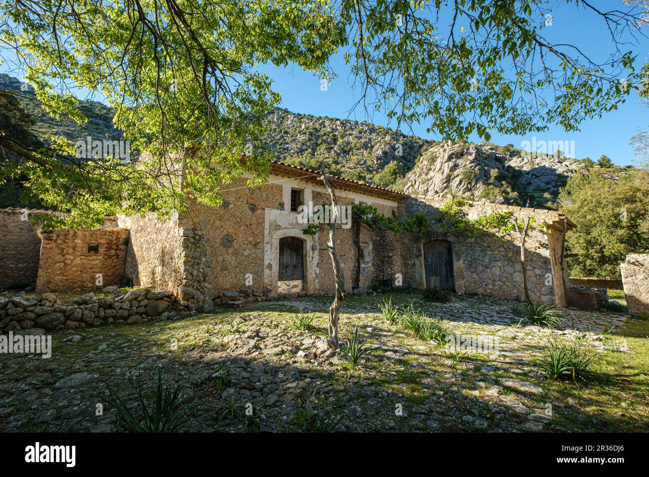 Selva mallorca hi-res stock photography and images - Alamy