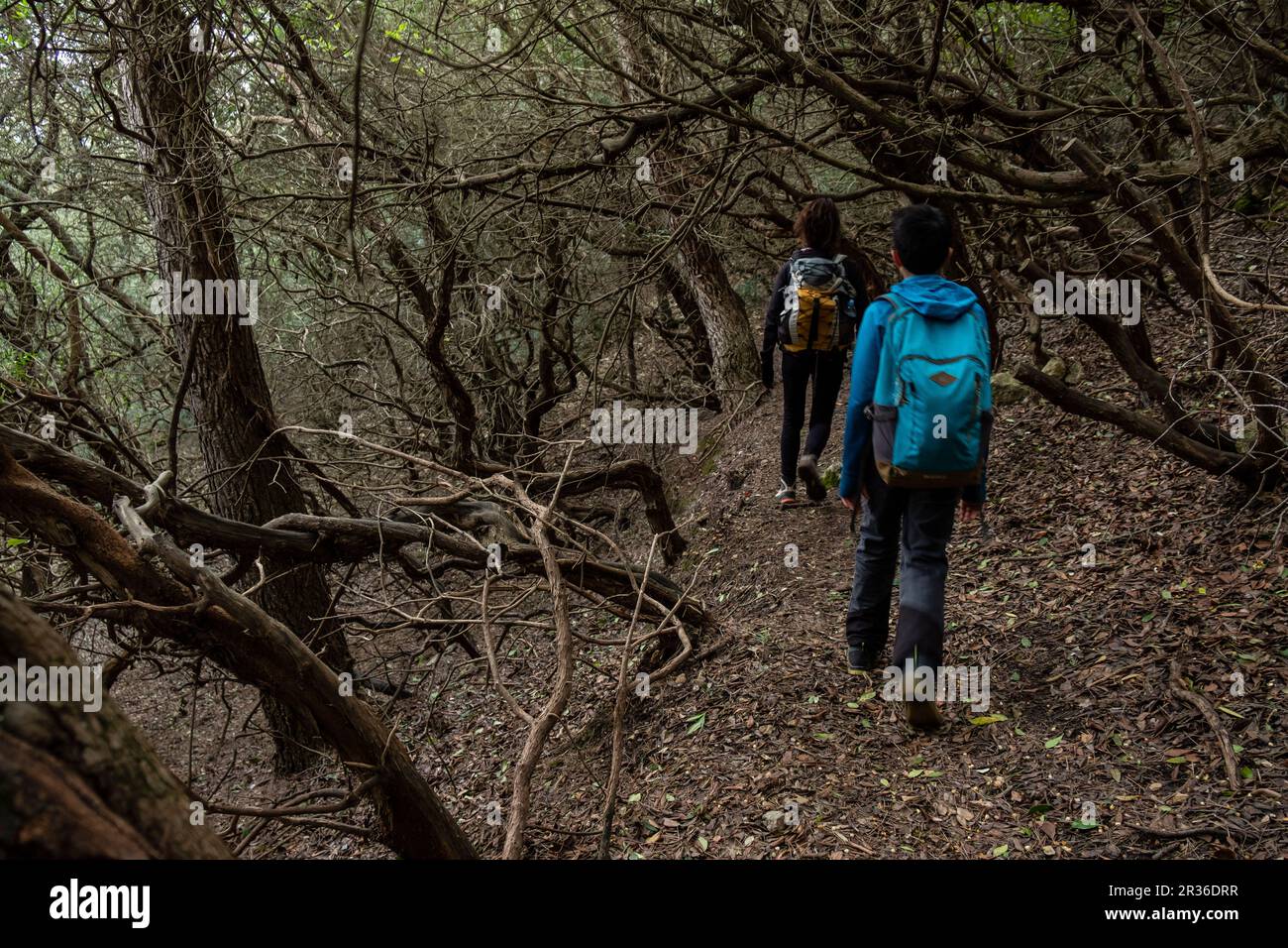 trekking through a forest of strawberry trees, Arbutus unedo, Mallorca ...