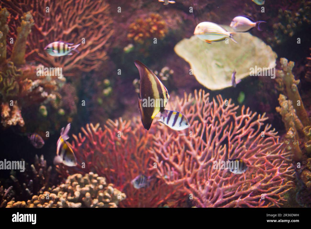 Tropical fish aquarium hi-res stock photography and images - Alamy