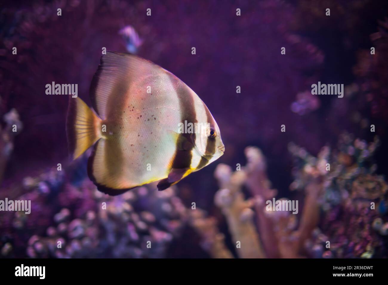 Aquarium hurghada hi-res stock photography and images - Alamy