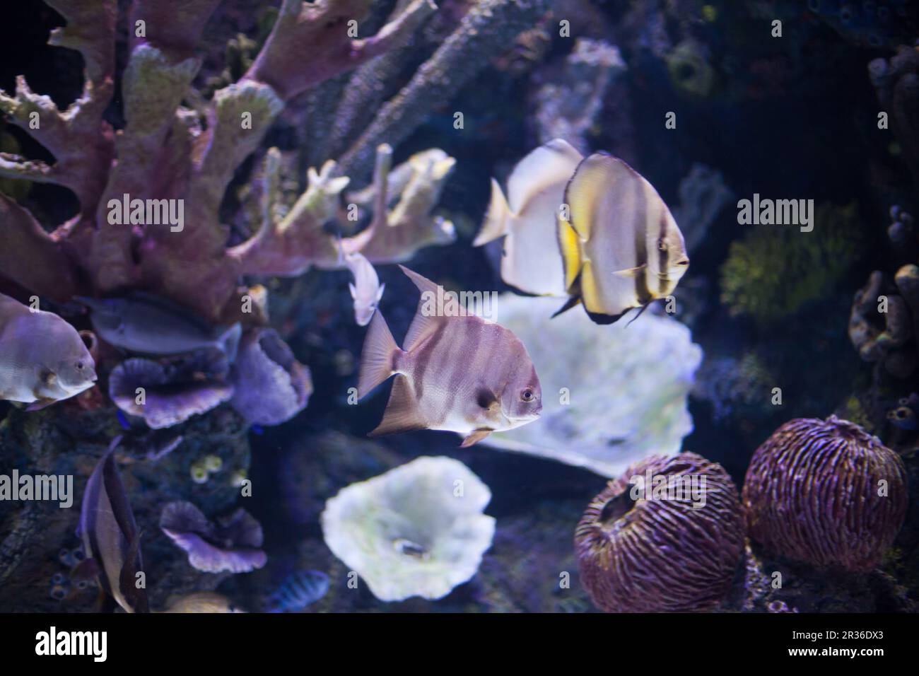 Tropical sea fish in aquarium Stock Photo - Alamy