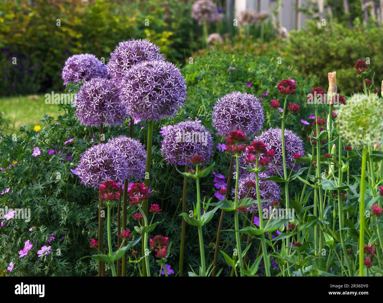 Purple Allium flowers growing tall and blooming in a mixed garden ...