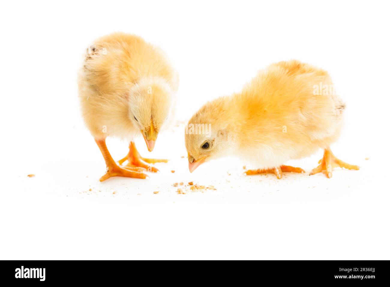 Various small chicks hi-res stock photography and images - Alamy