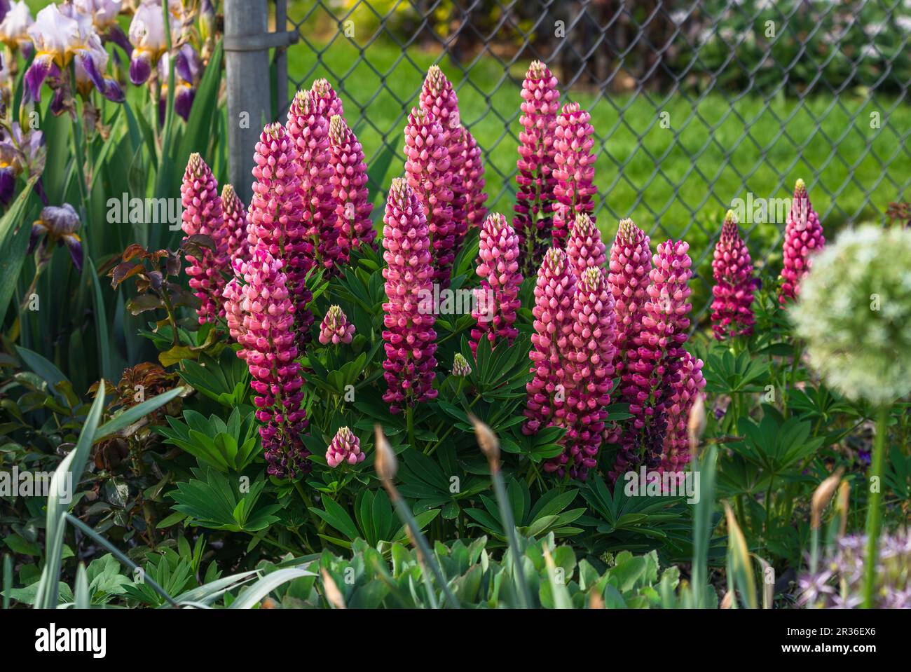 Chain Link Fence Garden