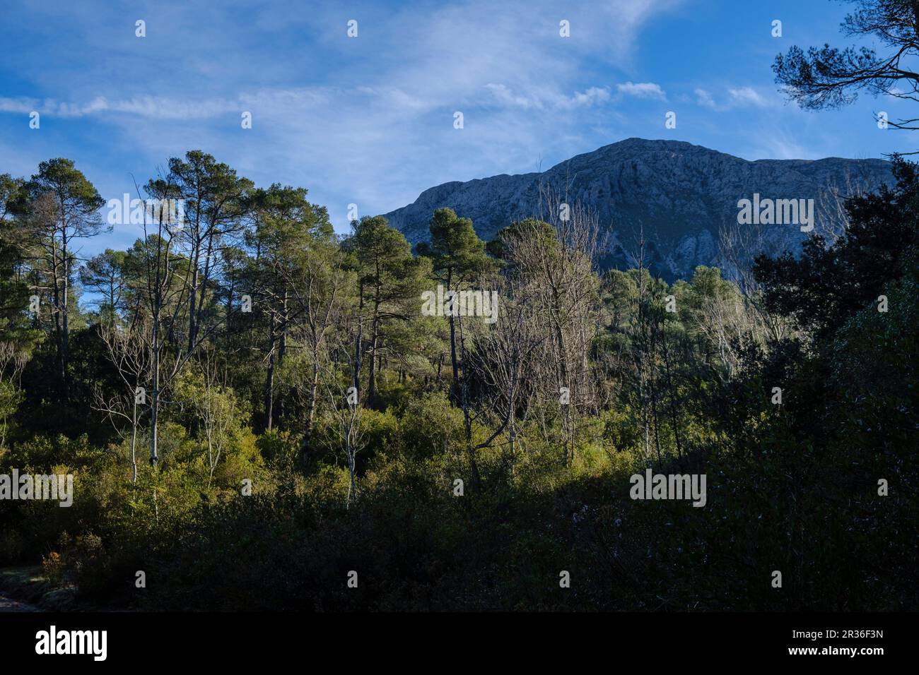Sa Coma de Binifaldo pine forest, Escorca, Mallorca, Balearic Islands ...