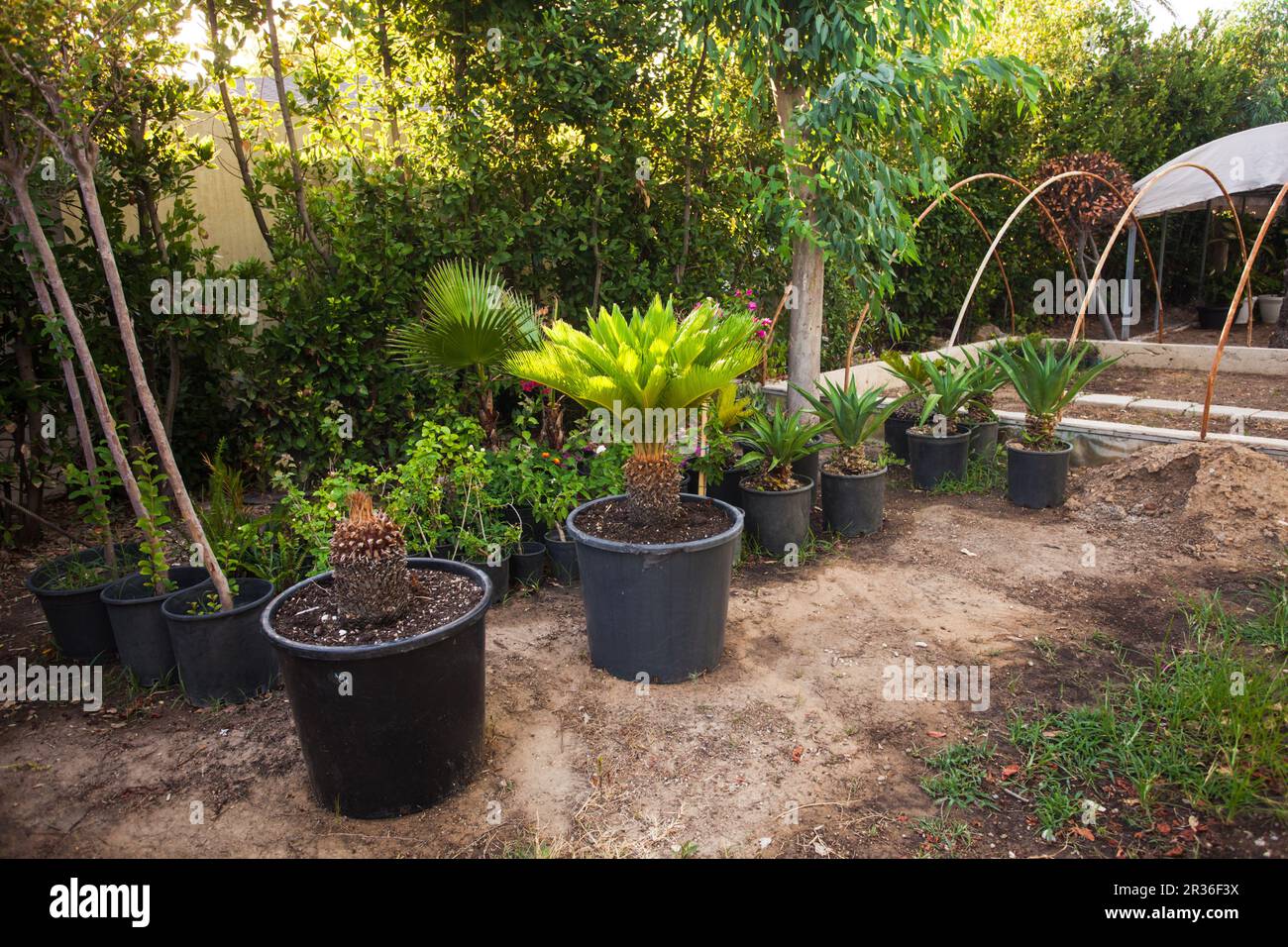 Tropical herb garden hi-res stock photography and images - Alamy
