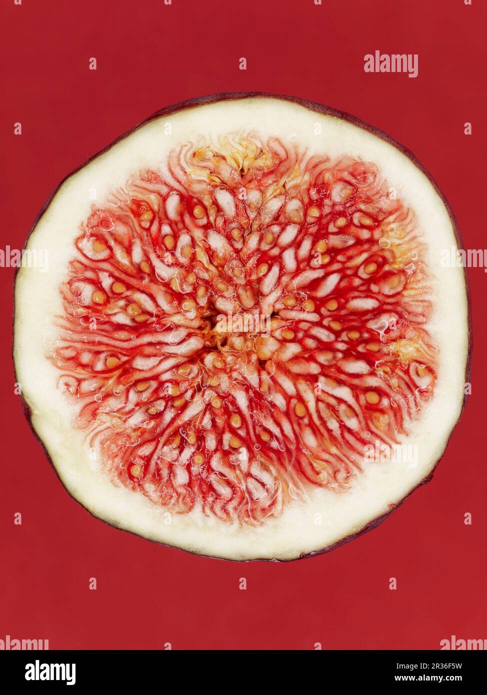 Red fig hi-res stock photography and images - Alamy