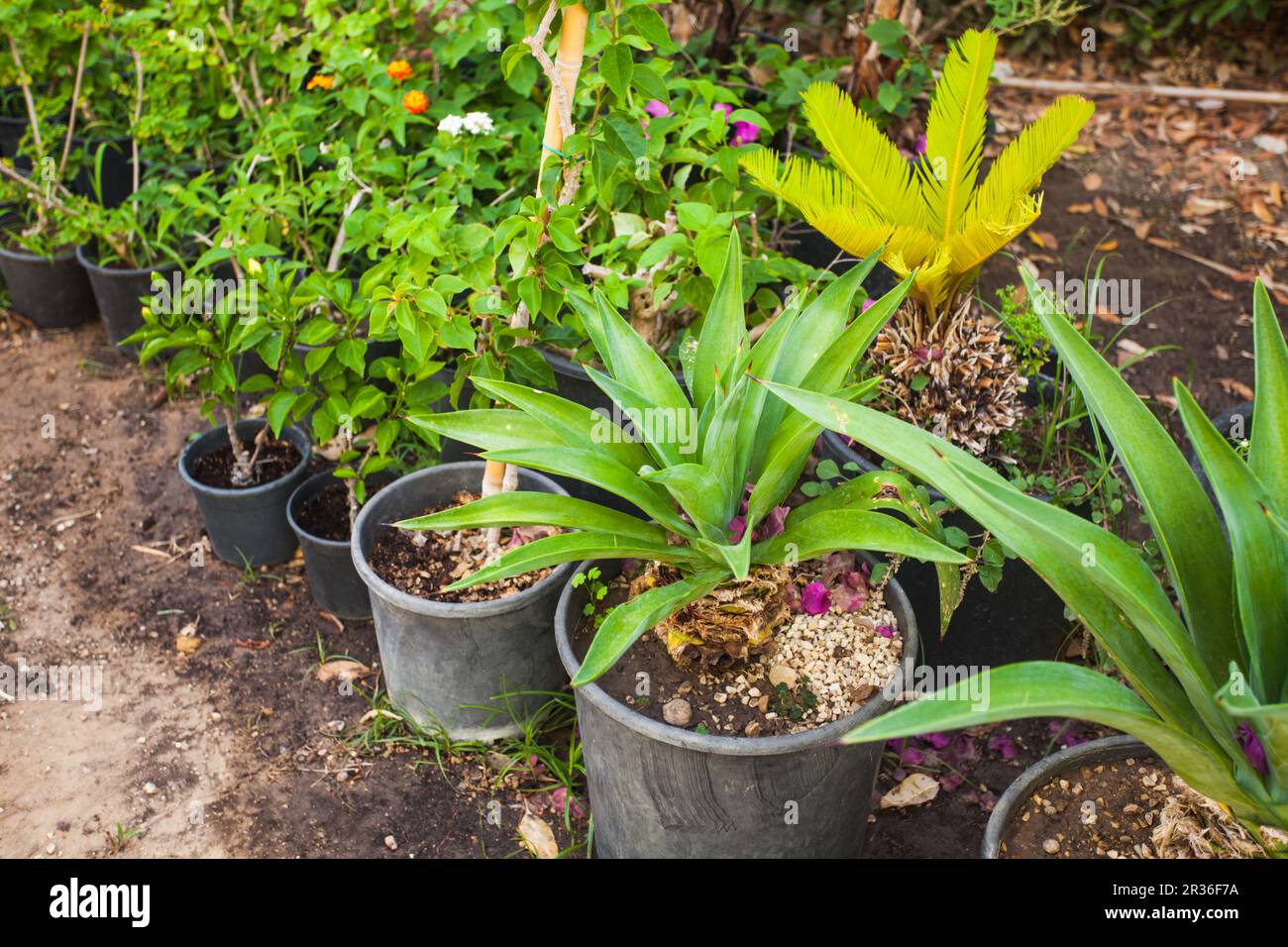 The tropical garden Stock Photo - Alamy