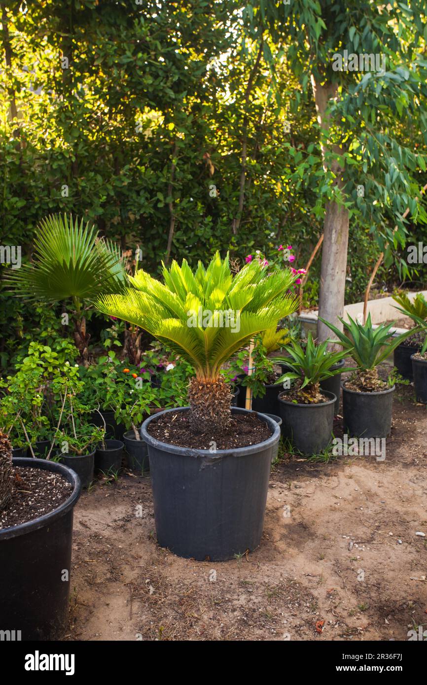 Tropical herb garden hi-res stock photography and images - Alamy
