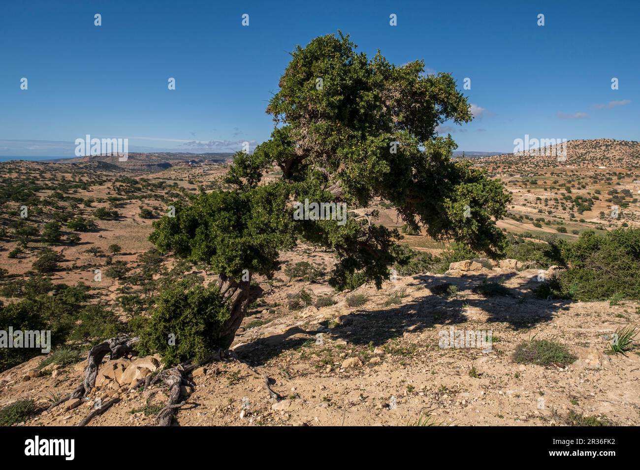 argan tree, Assaka, road from Essaouira to Agadir, morocco, africa ...