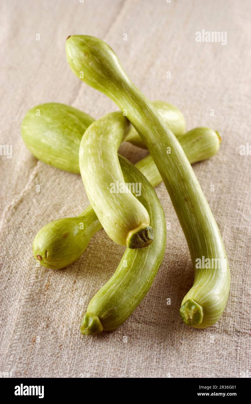 Zucchine trombetta (Italian courgette Stock Photo - Alamy