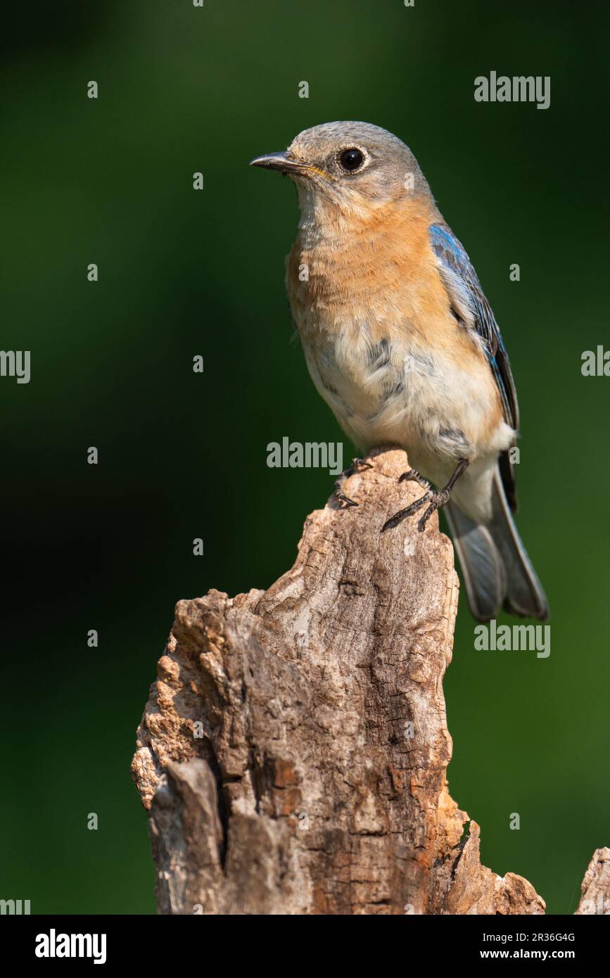 Female eastern bluebird perched on a log Stock Photo - Alamy