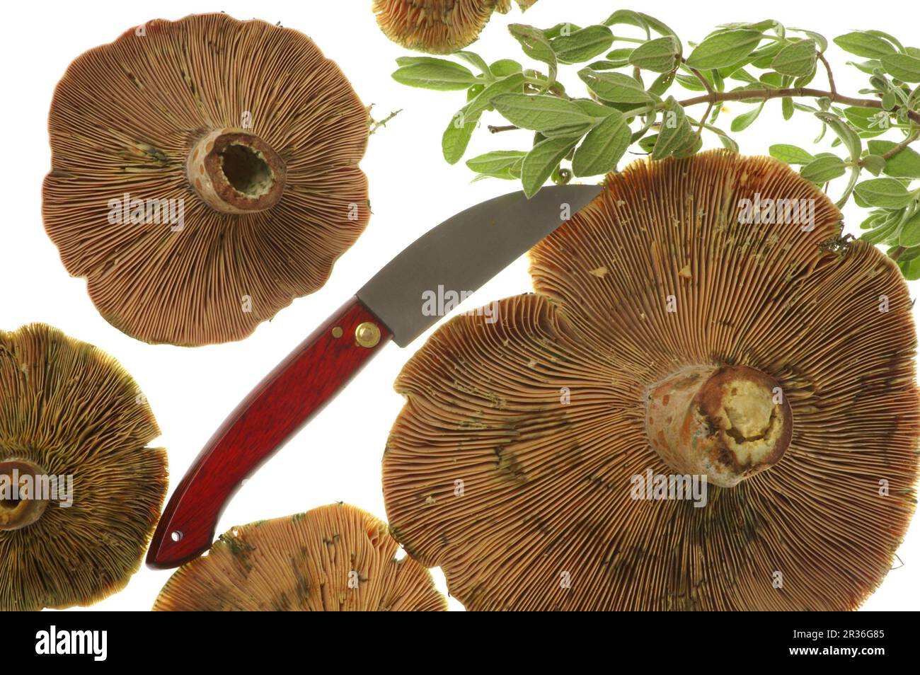 Seta cultural hi-res stock photography and images - Alamy