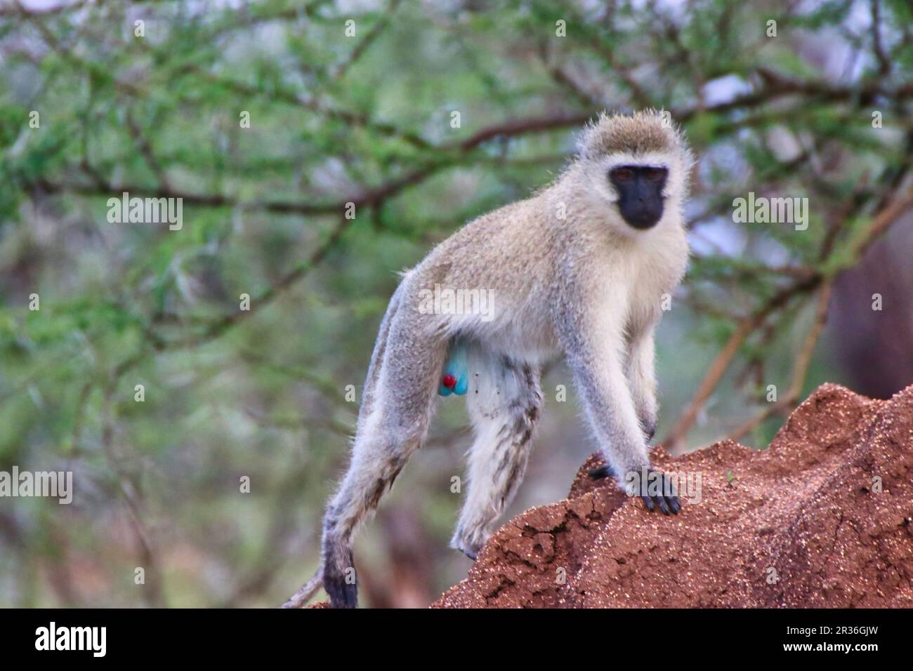 Male vervey monkey on a termite mound at Serengeti National Park ...