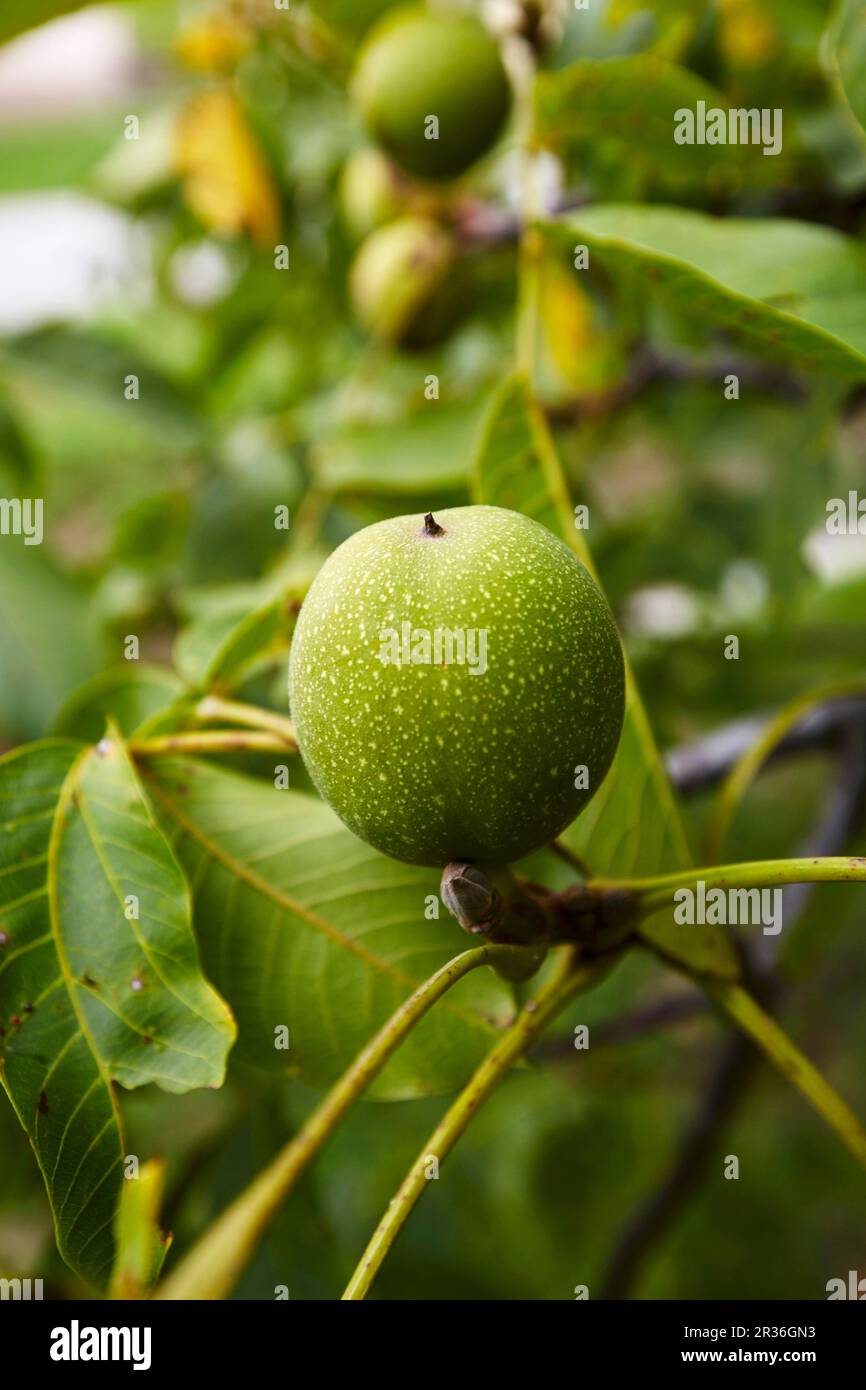 Walnut hanging on the tree hi-res stock photography and images - Alamy