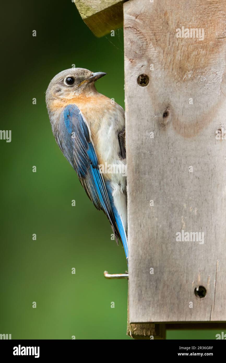 An eastern bluebird checking her nest box to see if the eggs have ...