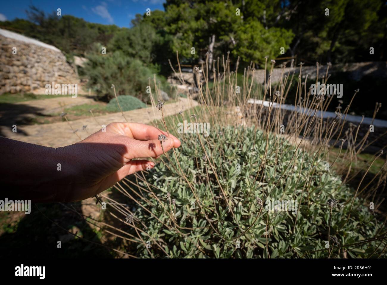 Mediterranean garden of native plants, Sa Dragonera natural park ...
