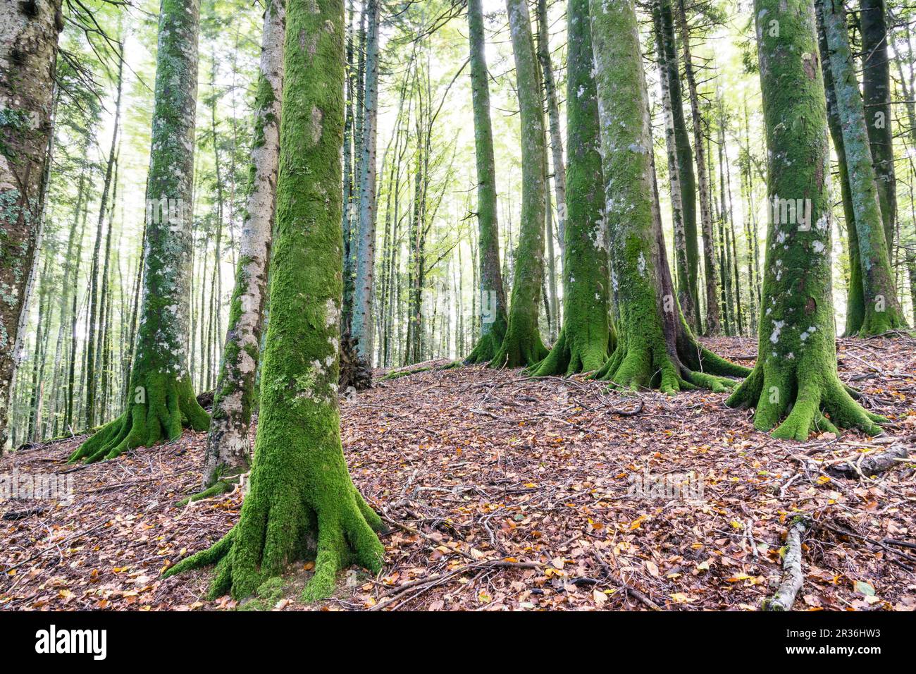Reserva natural de la selva hi-res stock photography and images - Alamy