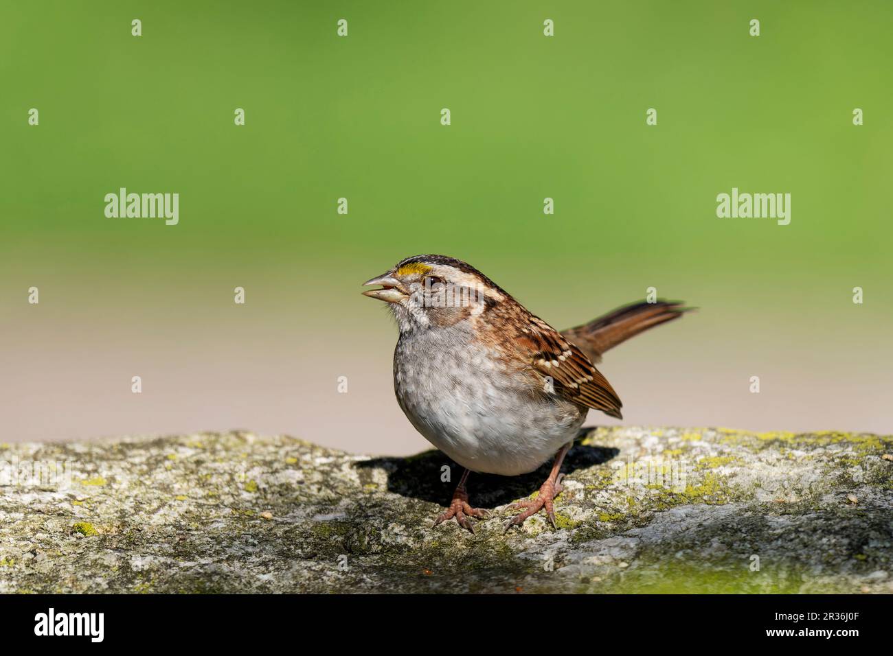White-throated Sparrow (Zonotrichia albicollis Stock Photo - Alamy