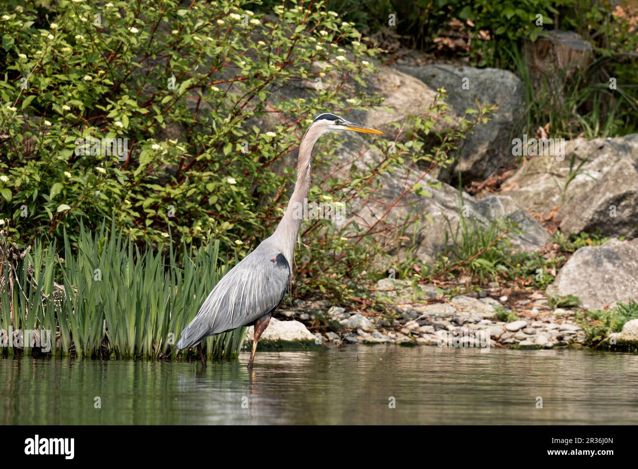 Ardia hi-res stock photography and images - Alamy