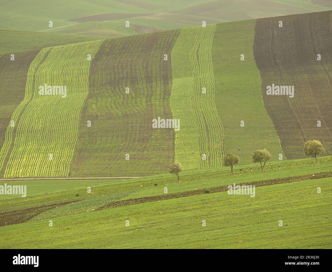 Campo de labranza.Mequinez (Meknes).Marruecos Stock Photo - Alamy