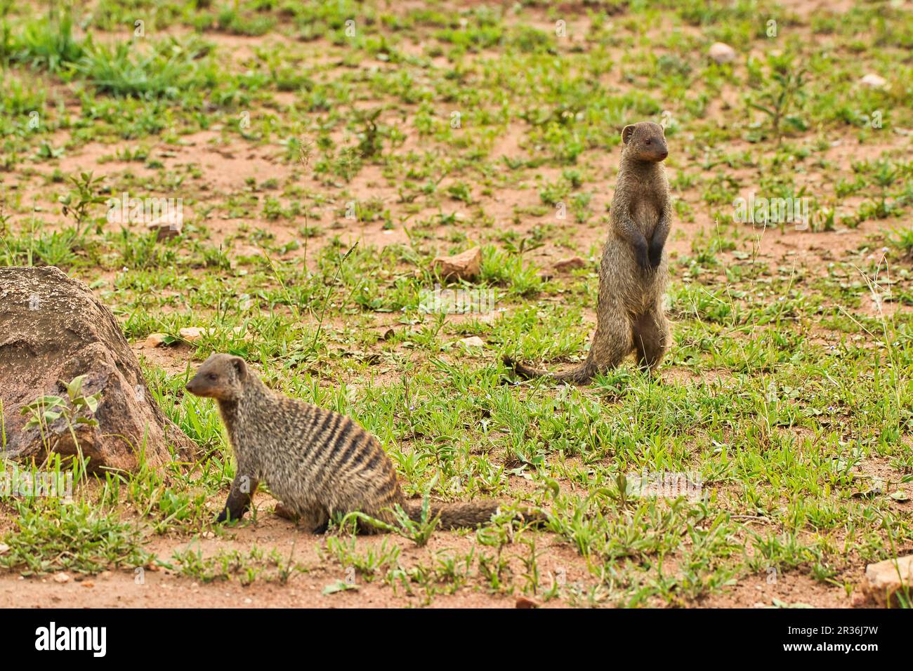 Mongoose on savanna hi-res stock photography and images - Alamy