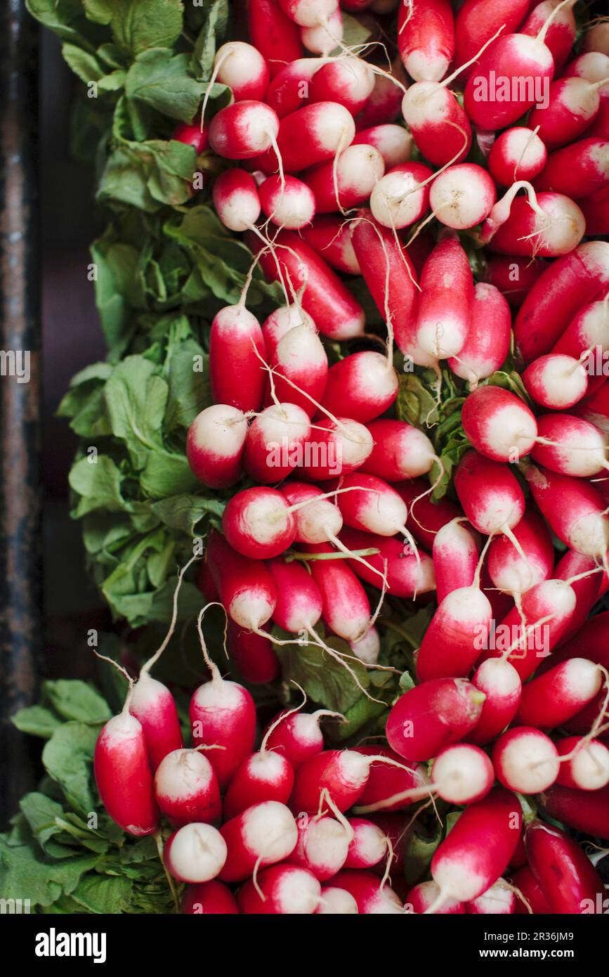 Bundles of radishes Stock Photo - Alamy