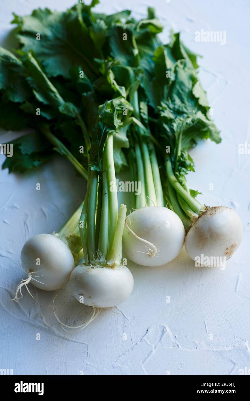 White Round Radish