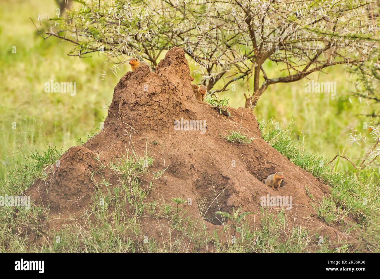 Common dwarf mongoose group on termite mound at Serengeti National Park ...