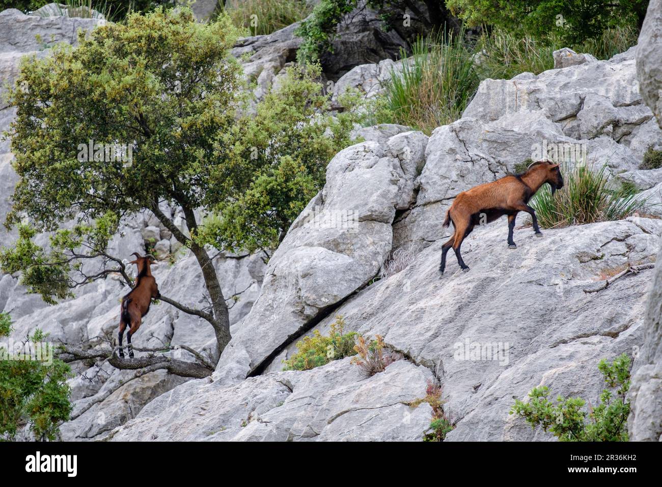 Mallorcan wild goat, Cúber reservoir, Escorca, Mallorca, Balearic ...