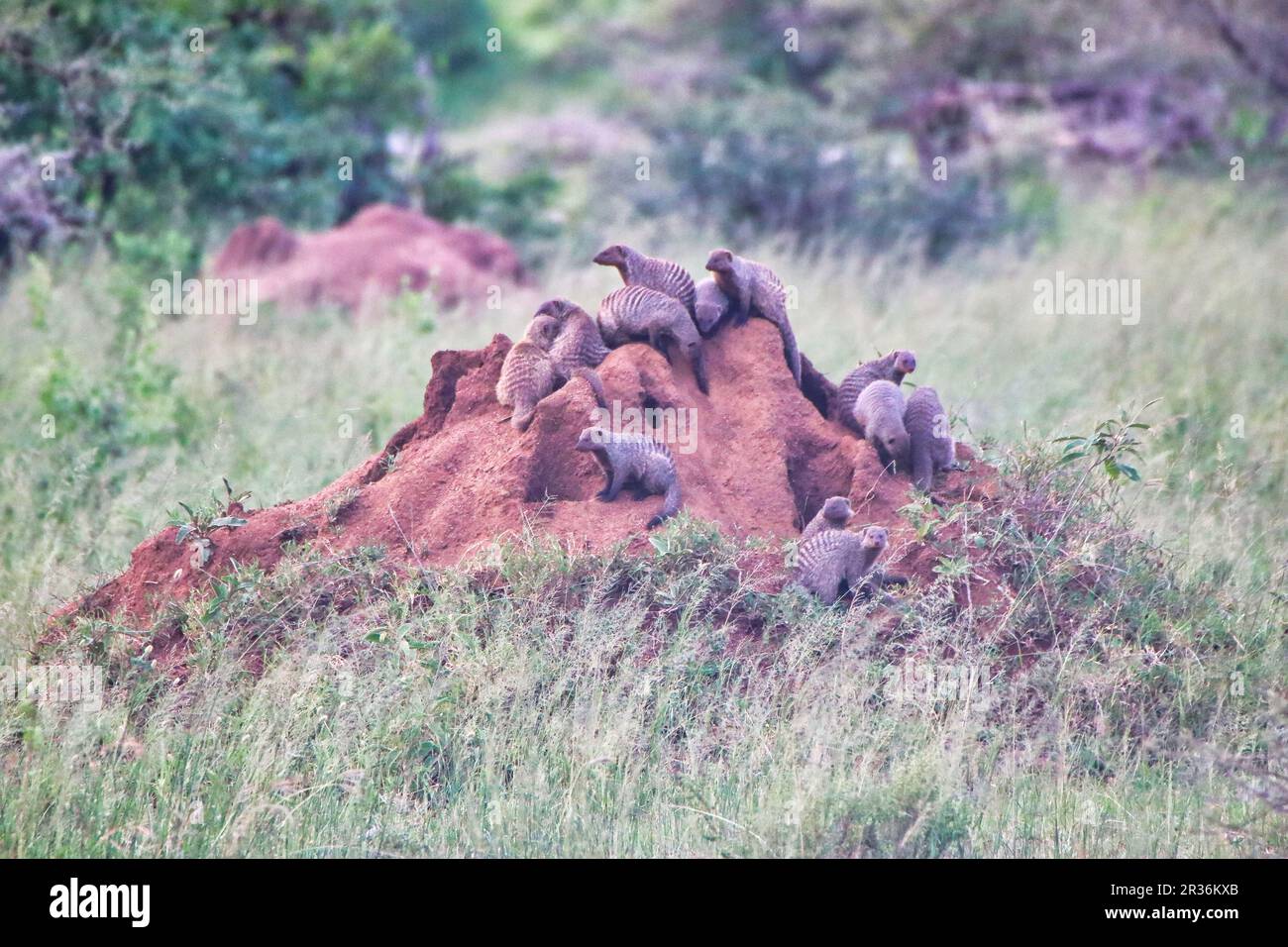 Banded mongoose family hi-res stock photography and images - Alamy